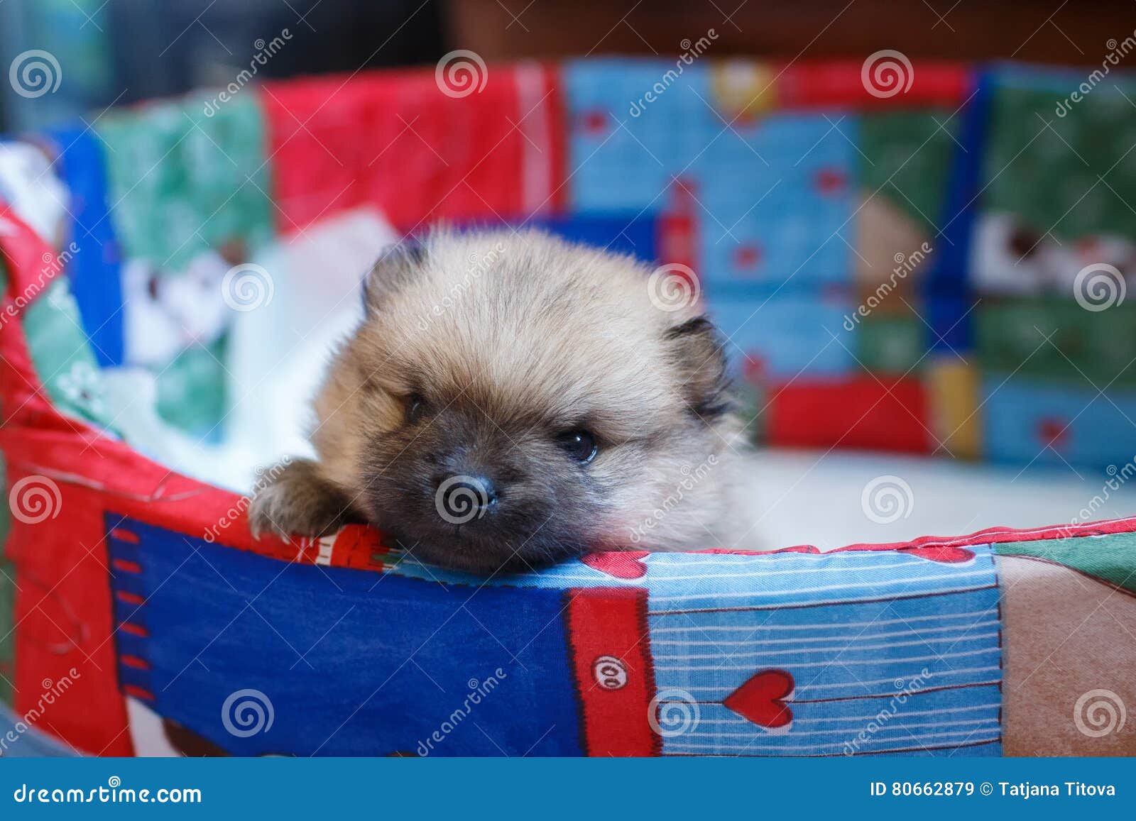 Cute Little Puppy Small German Spitz Stock Image - Image of beauty ...