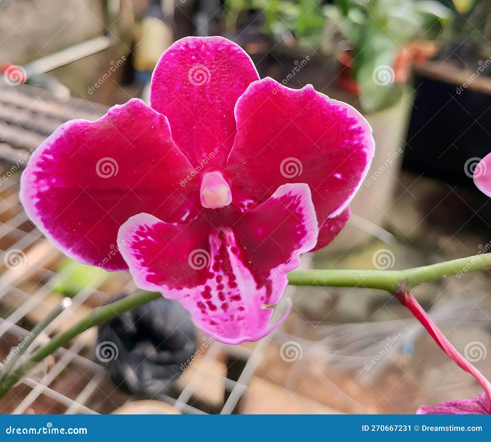 Cute Little Purple Red Orchid Stock Image - Image of cute, leaf: 270667231