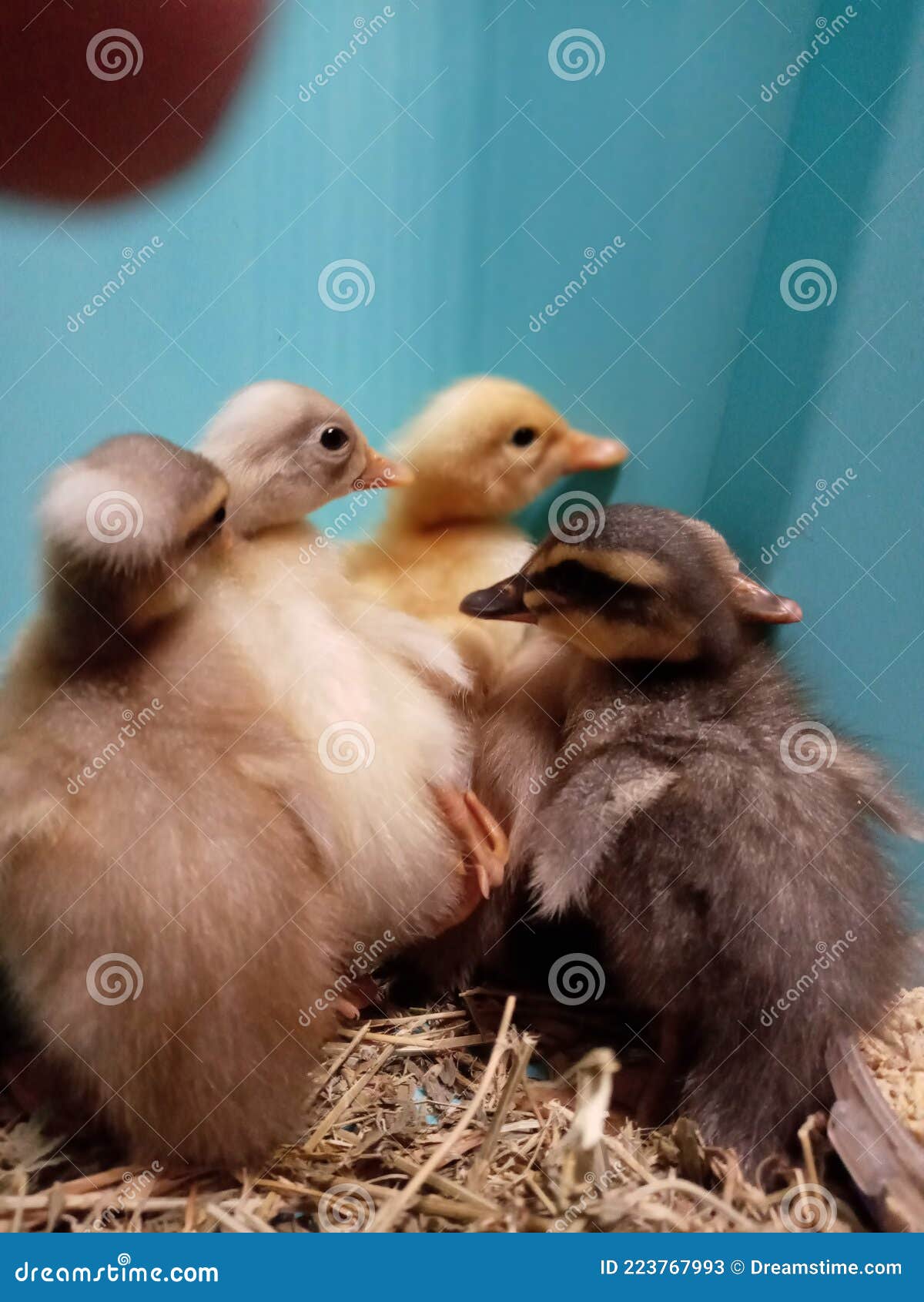 Cute little quackers stock image. Image of waterbird - 223767993