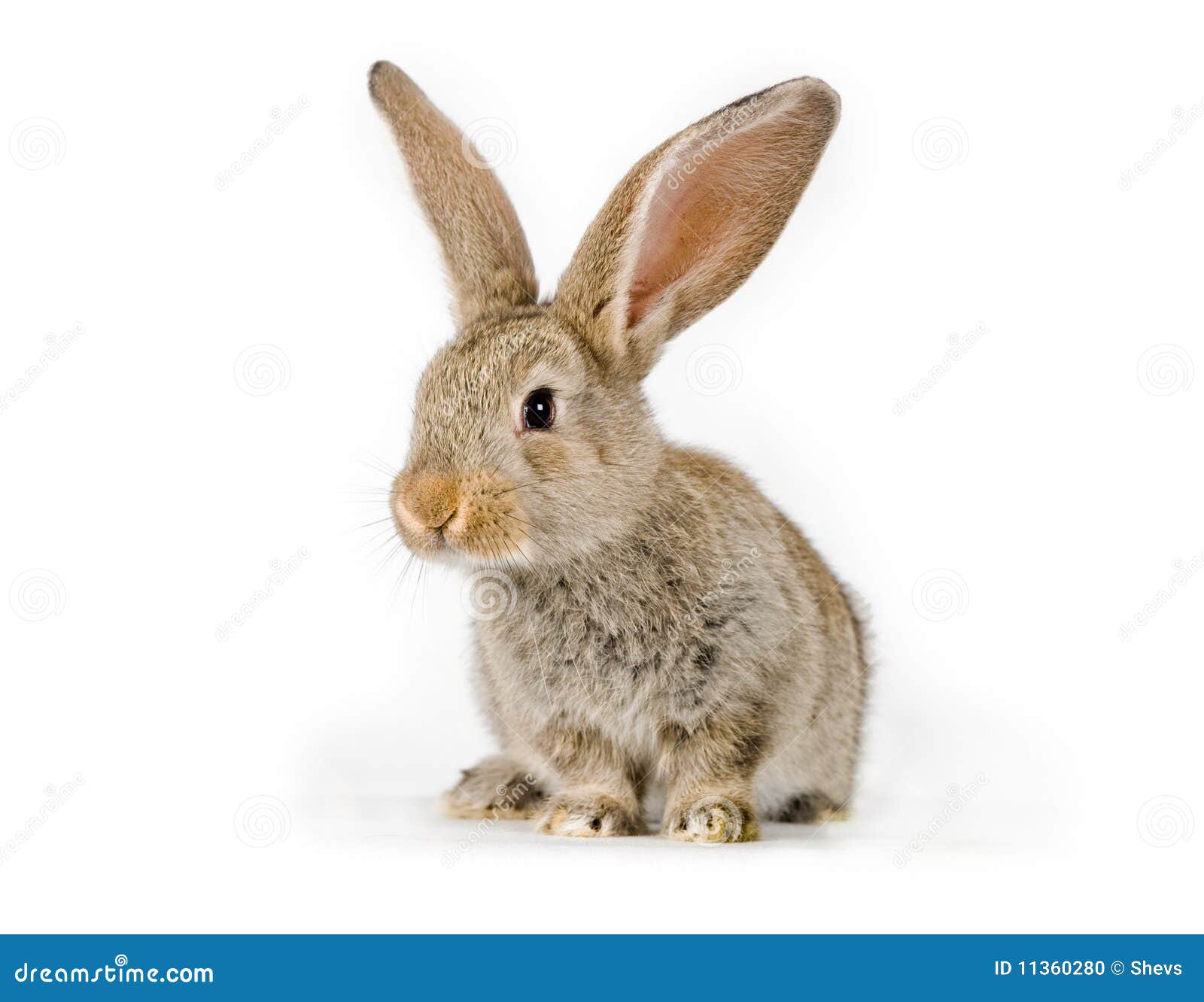 Cute little rabbit stock photo. Image of watching, tame - 11360280