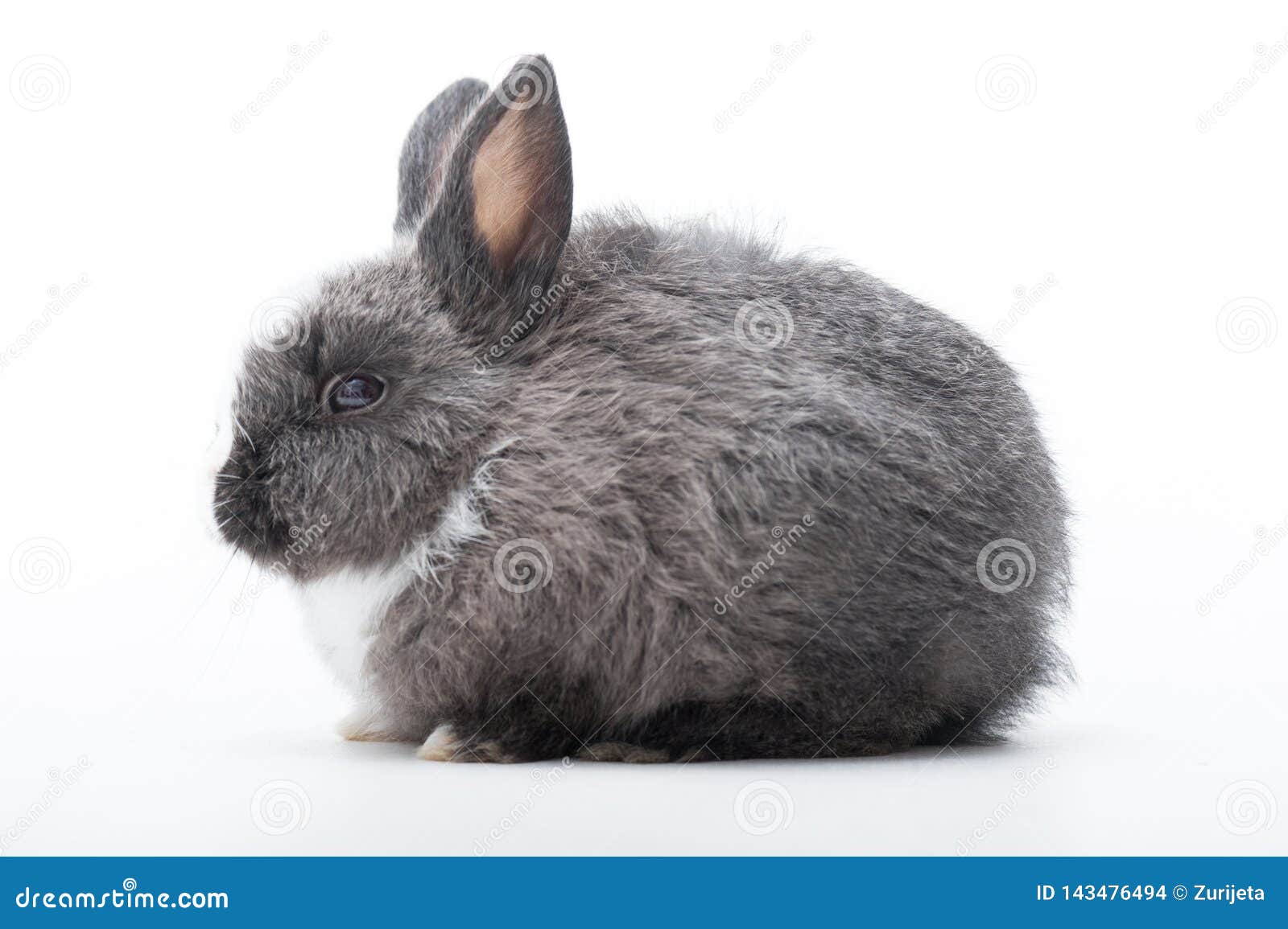 Cute little rabbit stock photo. Image of little, colorful - 143476494