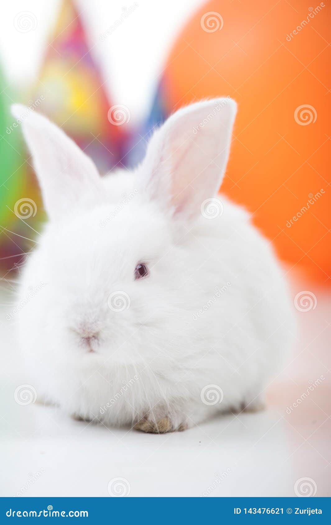 Cute little rabbit stock image. Image of basket, nice - 143476621