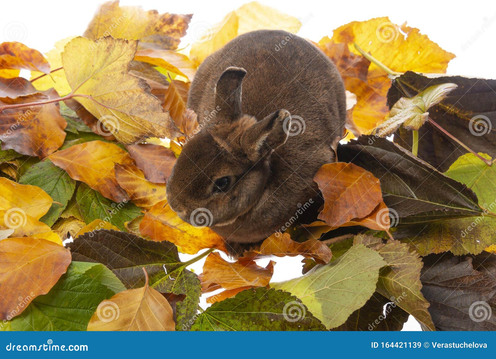 Cute Little Rabbit and Autumnal Leaves Stock Image - Image of ...