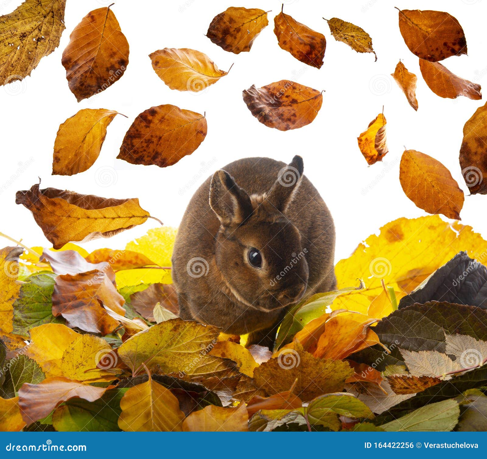 Cute Little Rabbit and an Autumnal Leaves Stock Photo - Image of golden ...