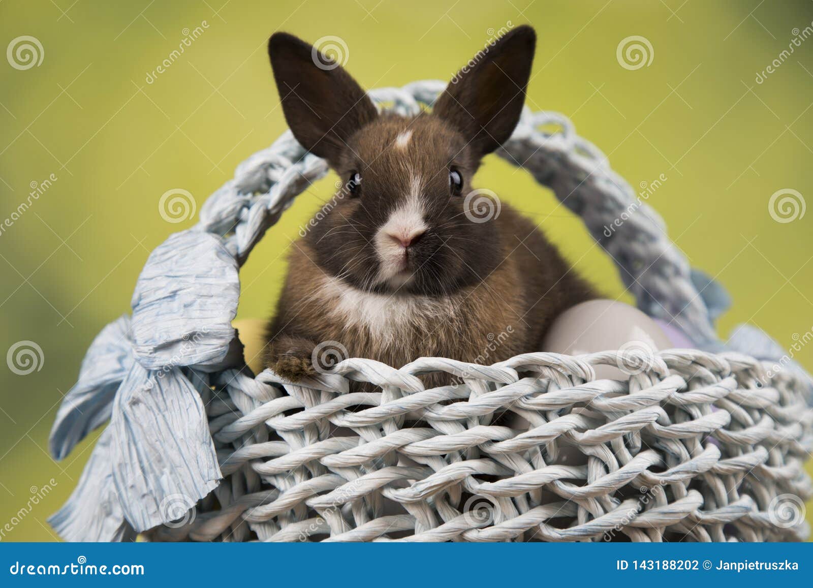 Cute Little Rabbit with Basket Background Stock Photo - Image of season ...