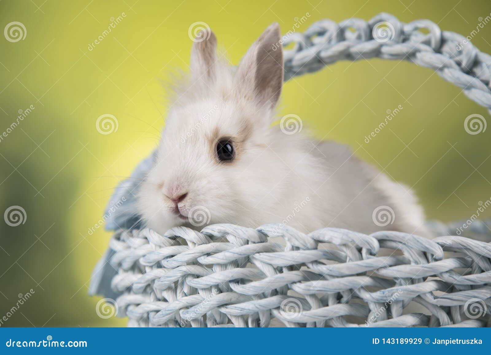 Cute Little Rabbit with Basket Background Stock Image - Image of ...