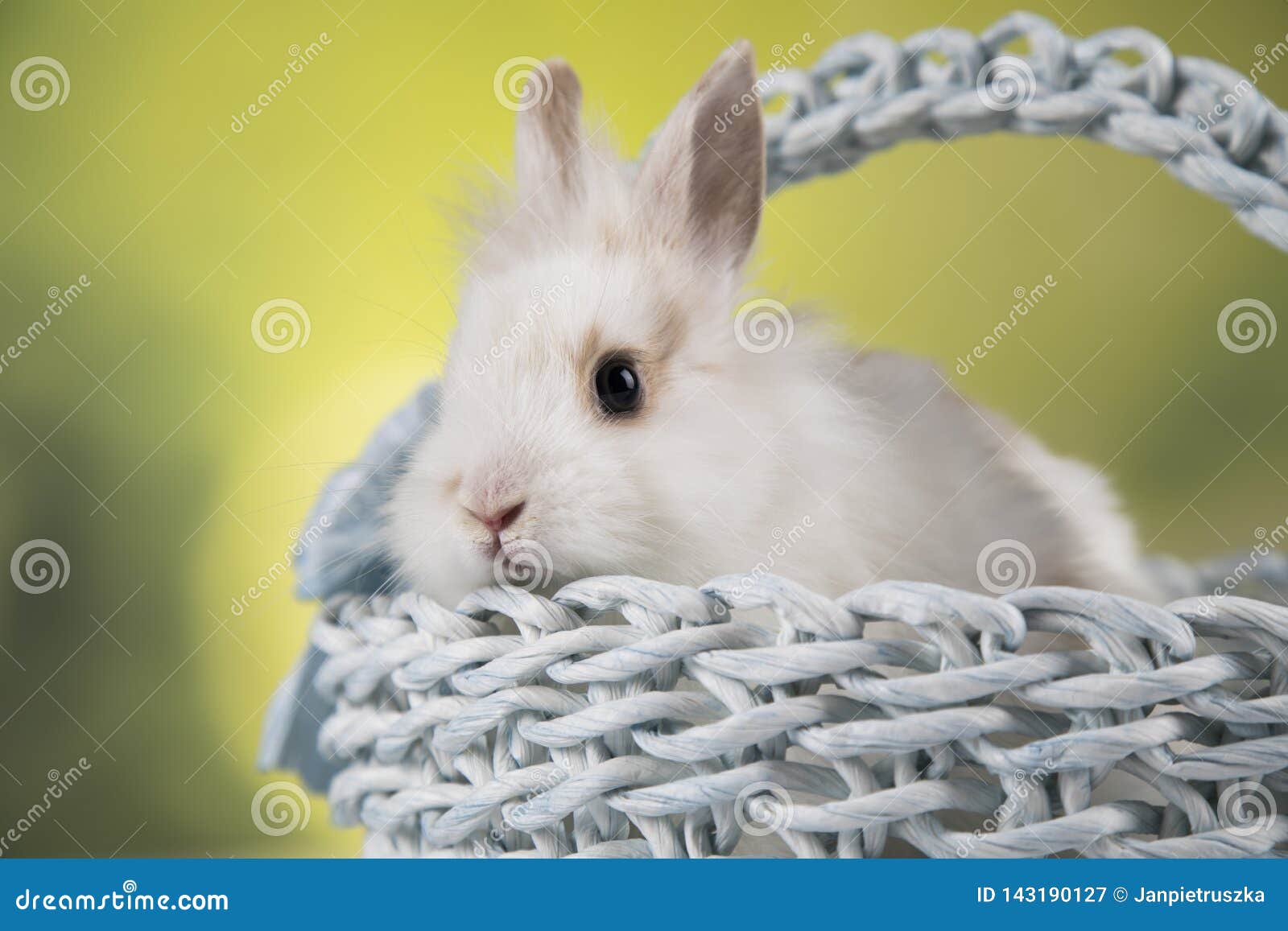 Cute Little Rabbit with Basket Background Stock Image - Image of april ...