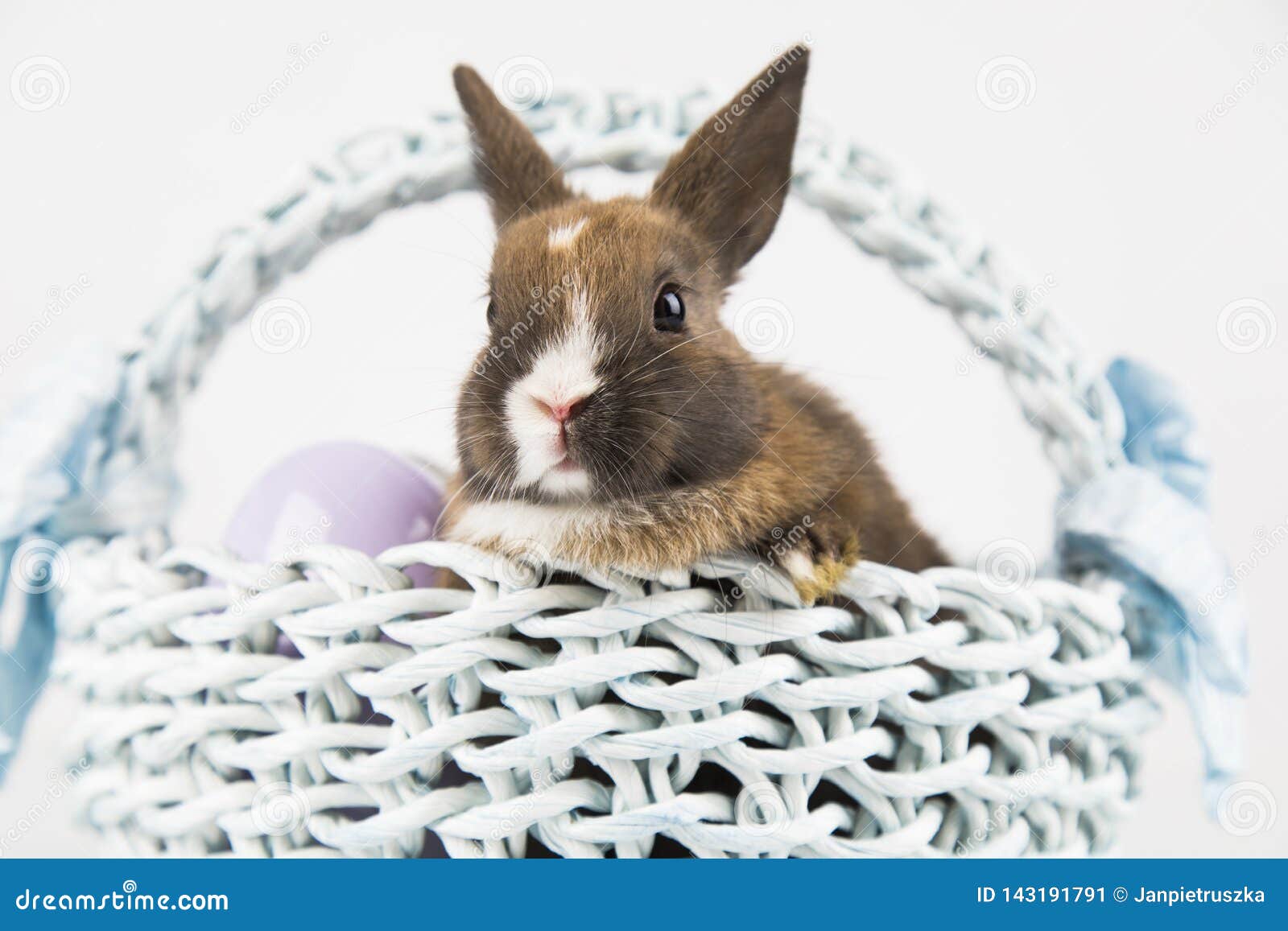Cute Little Rabbit with Basket Background Stock Image - Image of fluffy ...