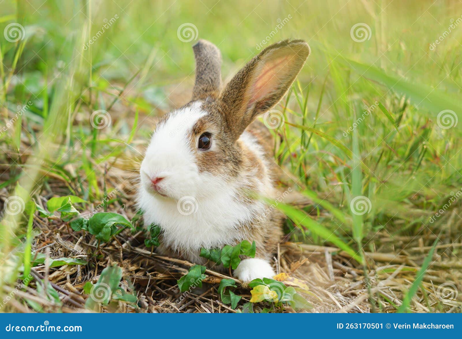Cute Little Rabbit Crouched in the Grass Stock Image - Image of natural ...