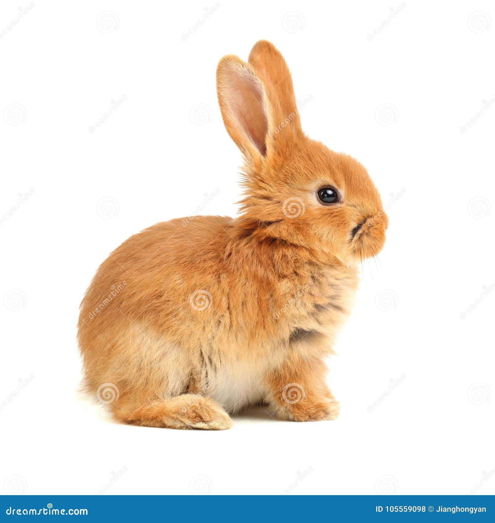 Cute little rabbit stock photo. Image of spring, isolation - 105559098