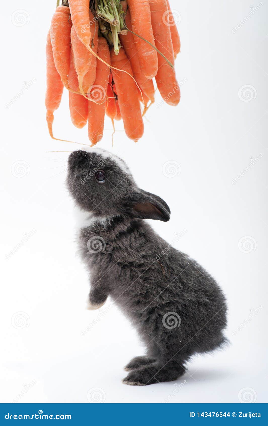 Cute Little Rabbit with Carrot Stock Photo - Image of little, basket ...