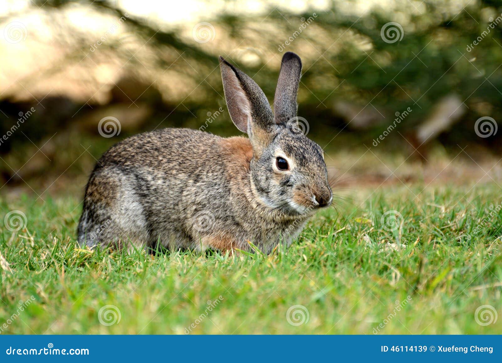 Cute Little Rabbit in Gilbert Stock Image - Image of cute, gilbert ...