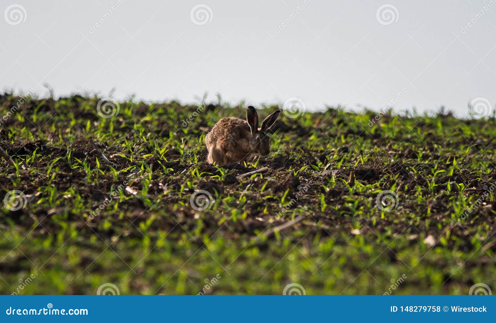 A Cute Little Rabbit in a Field Stock Photo - Image of meadow, cute ...