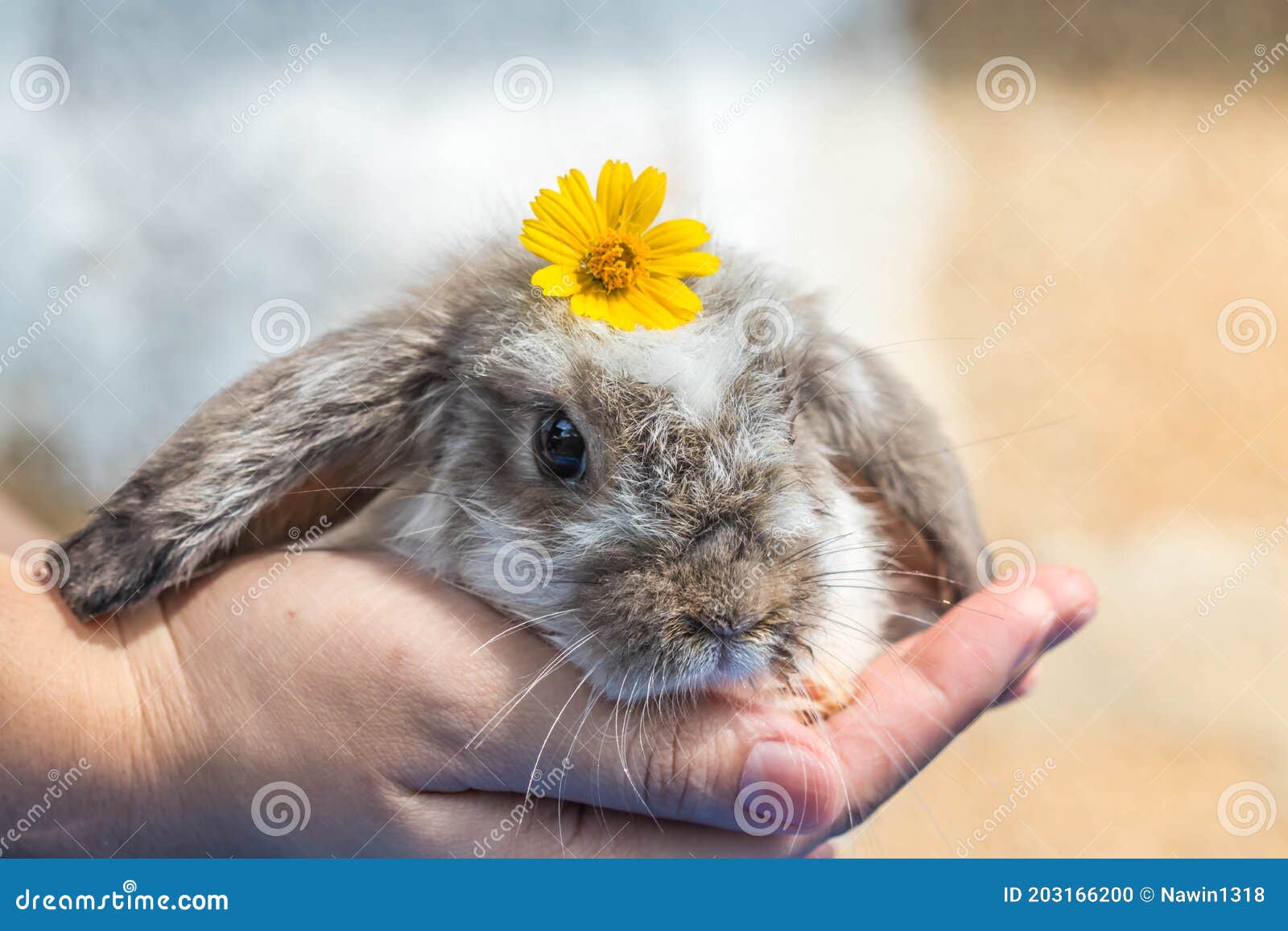 Cute little rabbit in hand stock photo. Image of teeth - 203166200