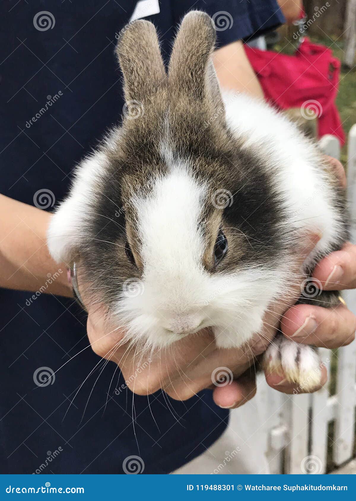 A cute little rabbit. stock image. Image of biodiversity - 119488301