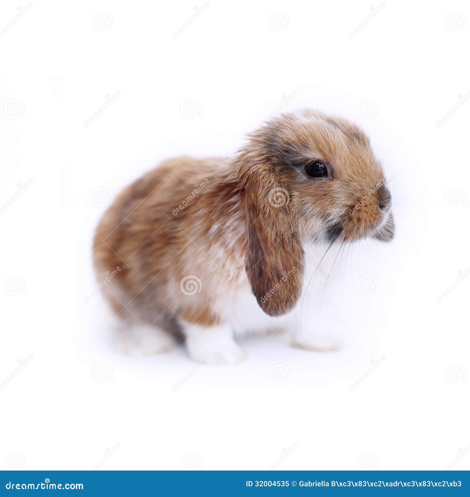 Cute little rabbit stock image. Image of beautiful, furry - 32004535