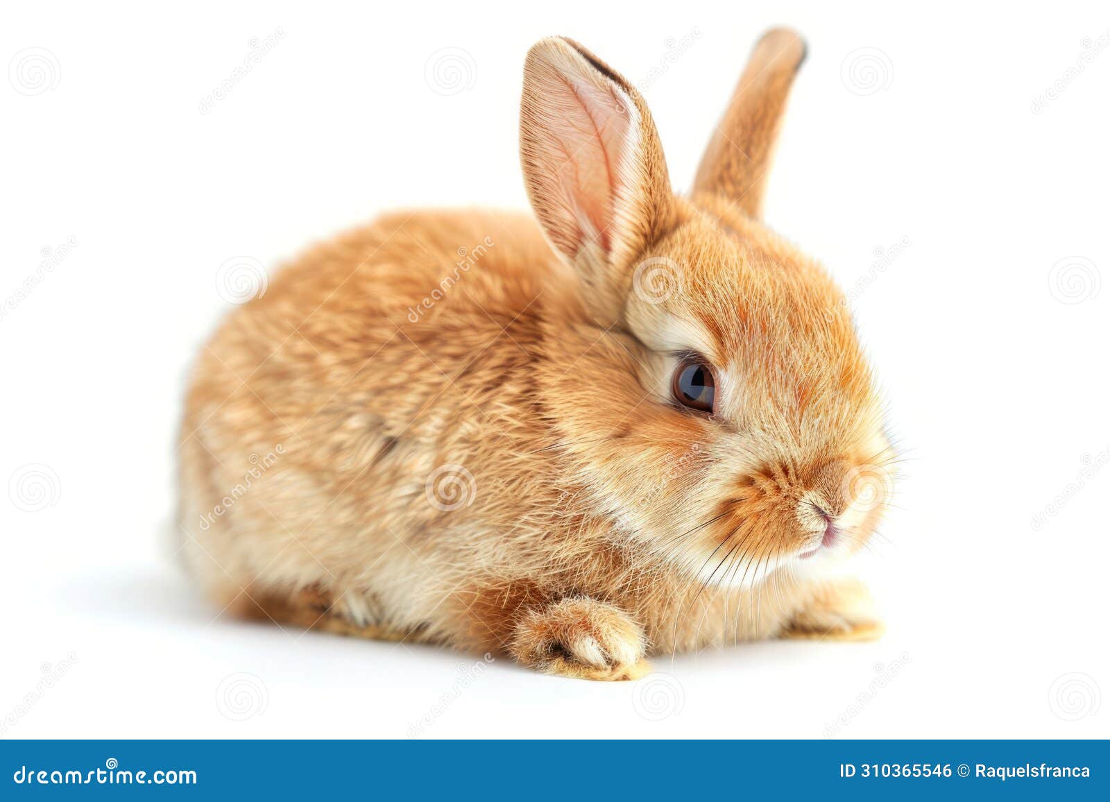 Cute Little Rabbit Isolated on White Background, Easter Concept Stock ...