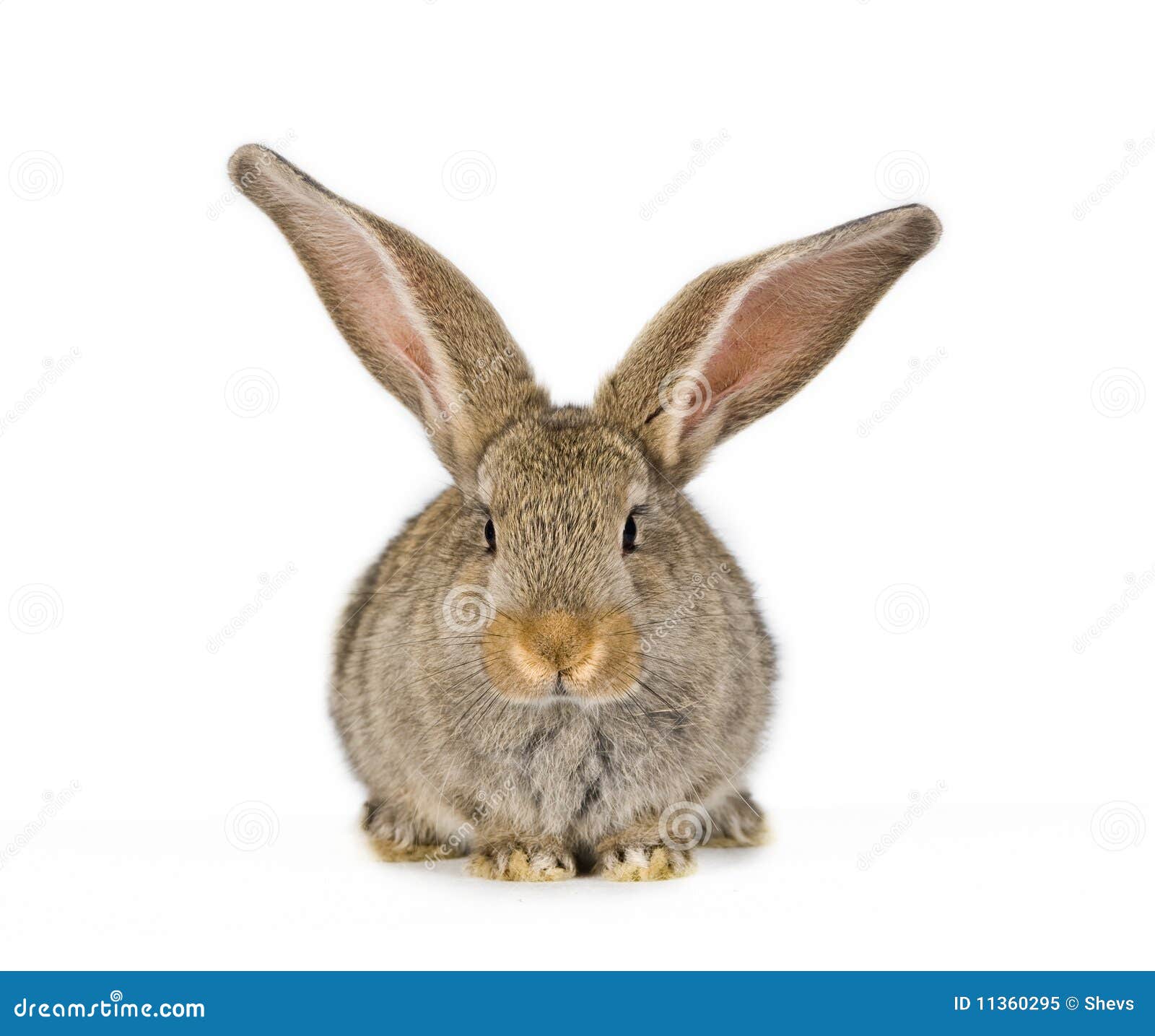 Cute Little Rabbit Shot Frontal Stock Image - Image of little, bunny ...