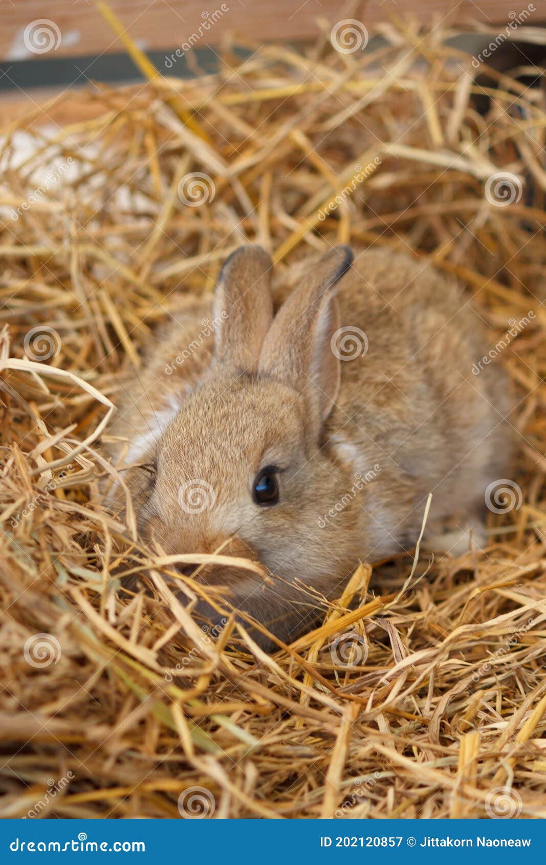 Cute Little Rabbit Sleeping and Resting Stock Image - Image of baby ...
