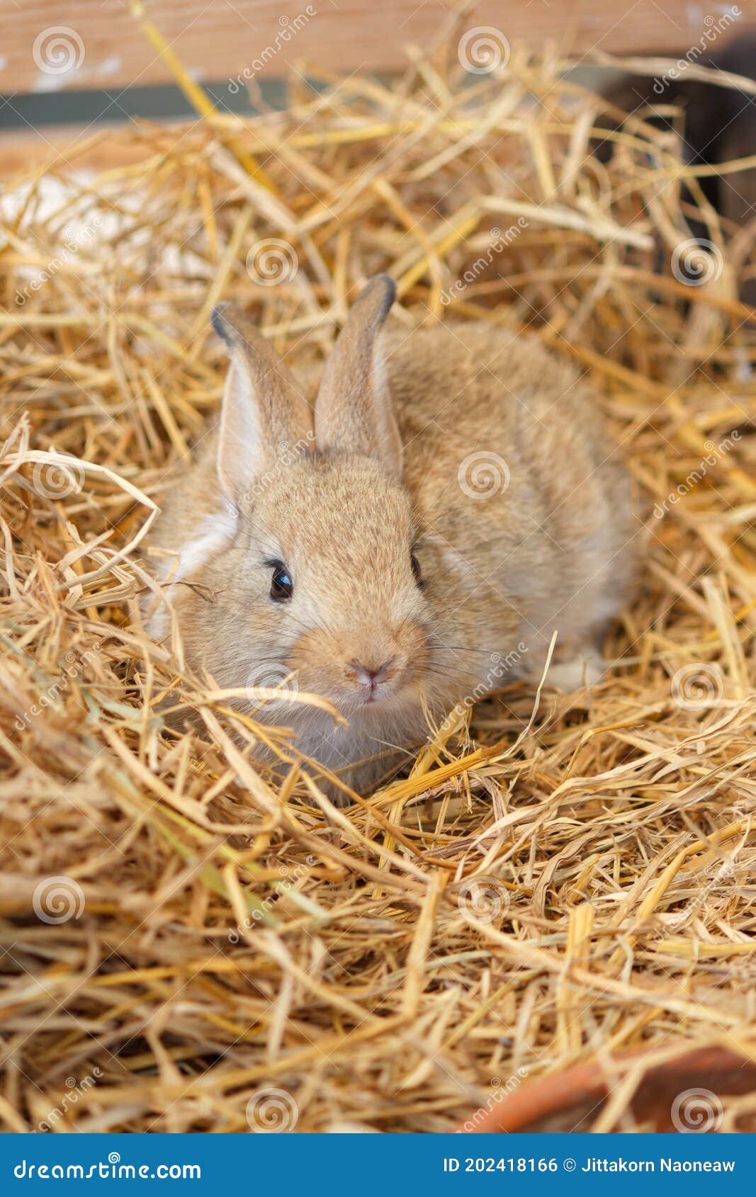 Cute Little Rabbit Sleeping and Resting Stock Photo - Image of sleep ...