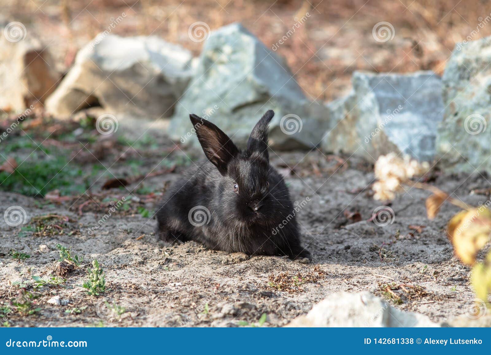 Cute Little Rabbit Walking in the Yard Stock Photo - Image of rabbit ...