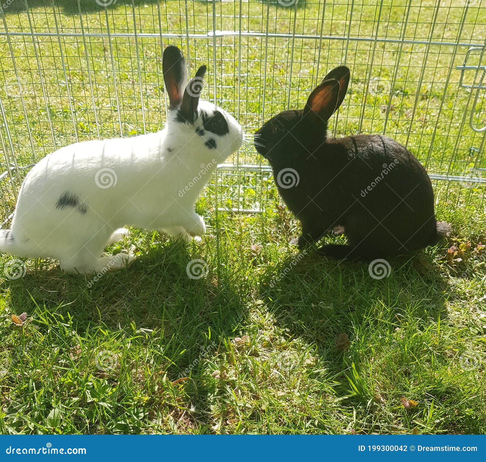 Cute little rabbits stock photo. Image of grass, cute - 199300042
