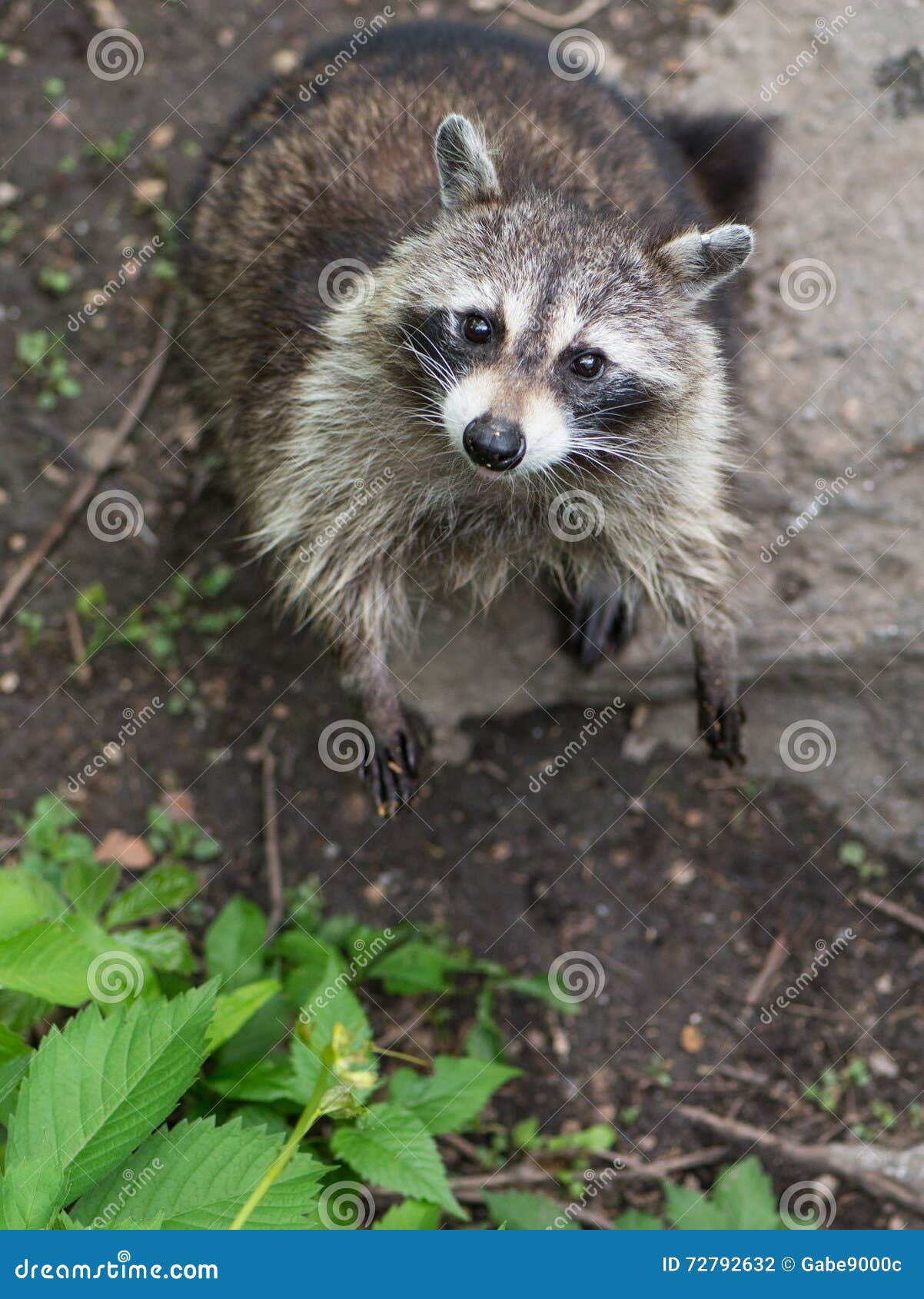 Cute Little raccoon stock photo. Image of full, urban - 72792632