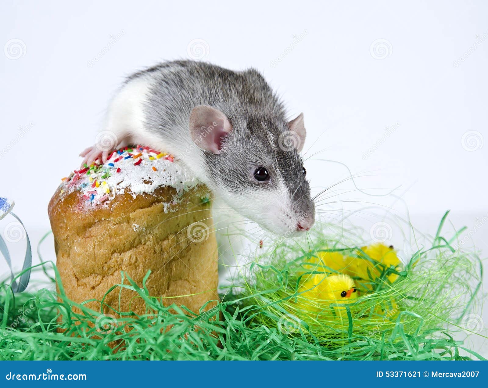Cute little rat. stock image. Image of nest, holiday - 53371621