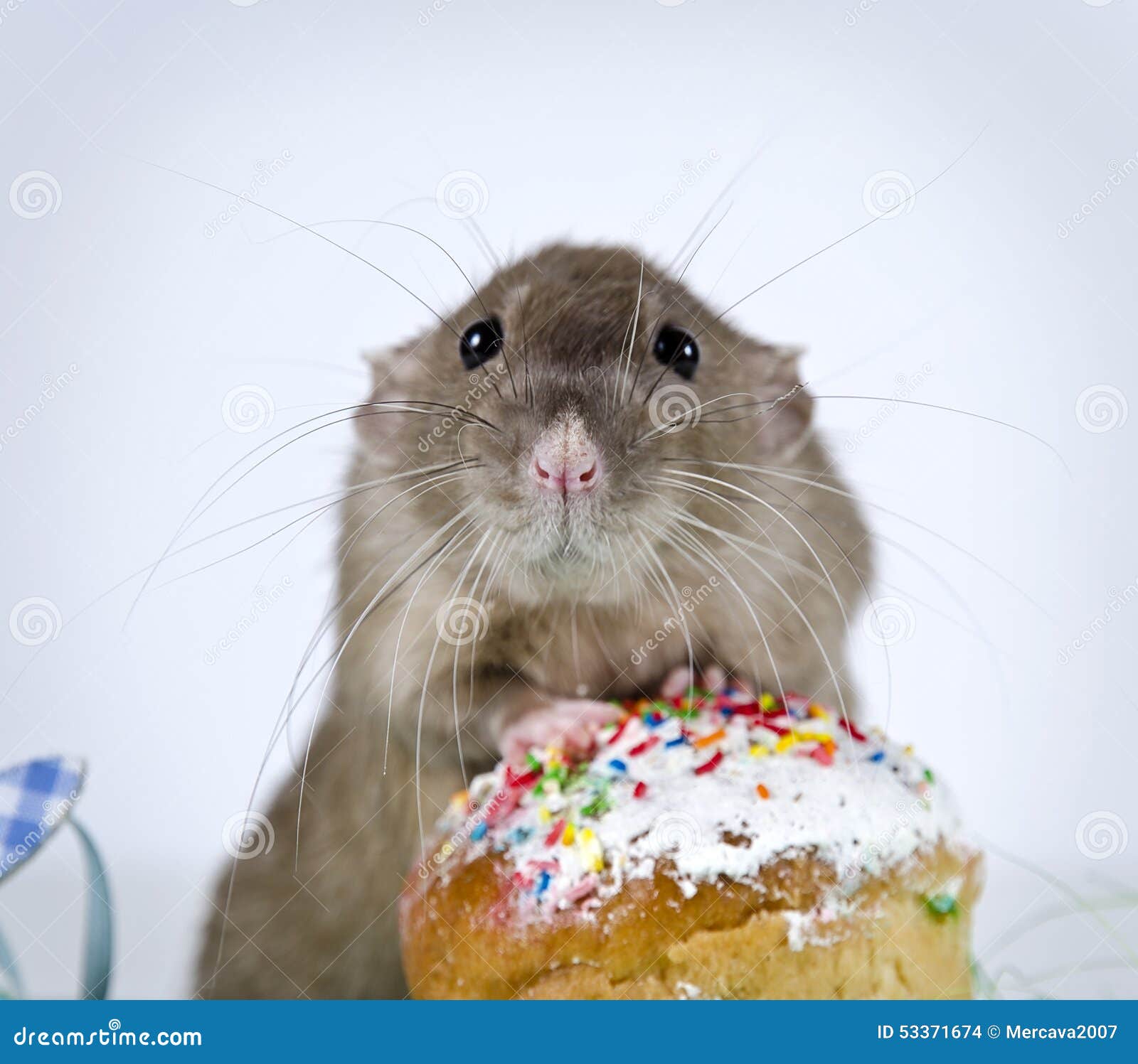 Cute little rat. stock photo. Image of dessert, animals - 53371674