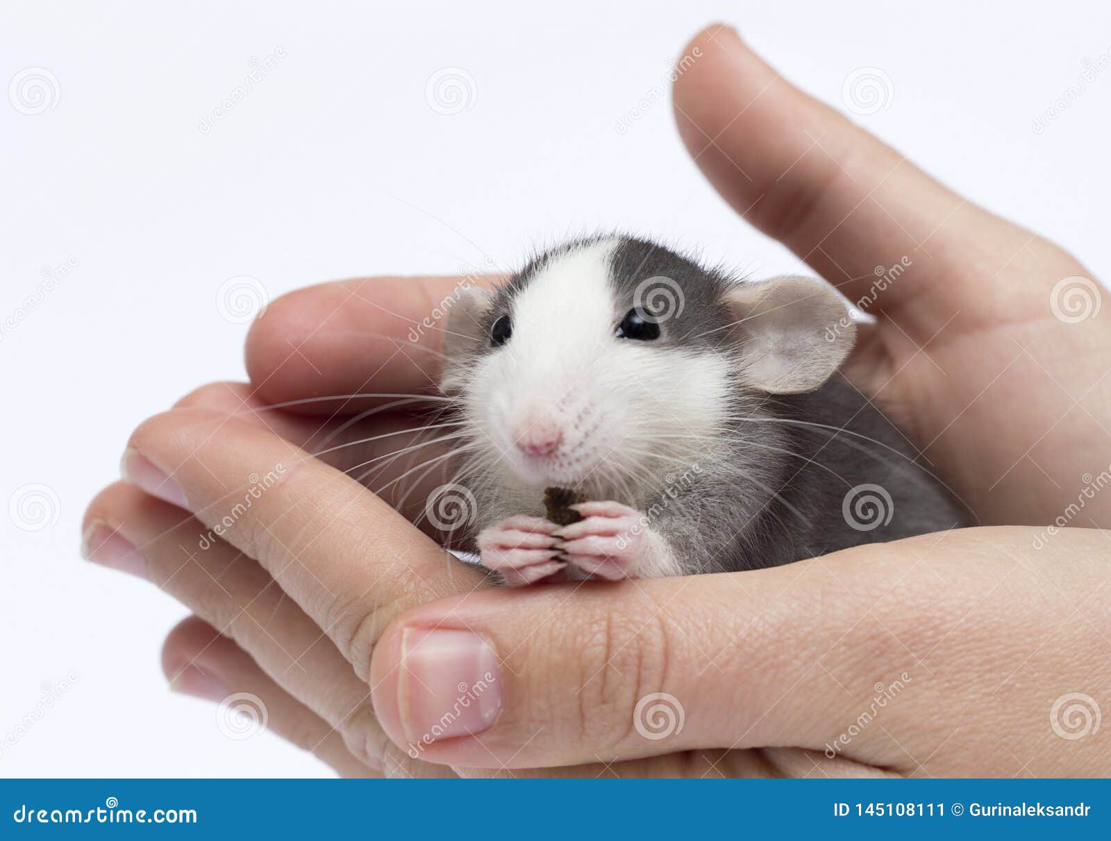 Cute little rat in hand stock image. Image of pets, tenderness - 145108111