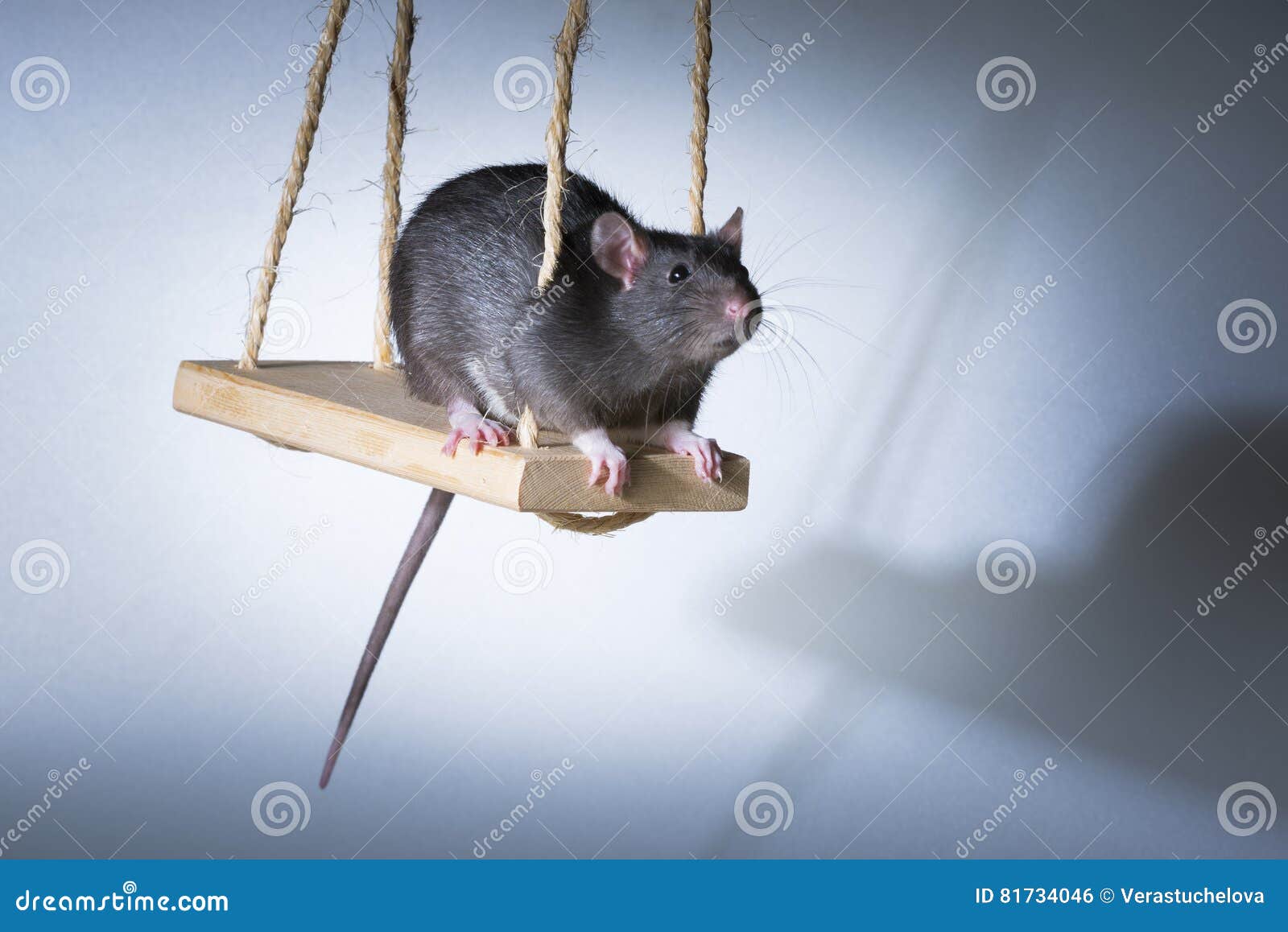 Cute little rat on a swing stock photo. Image of little - 81734046