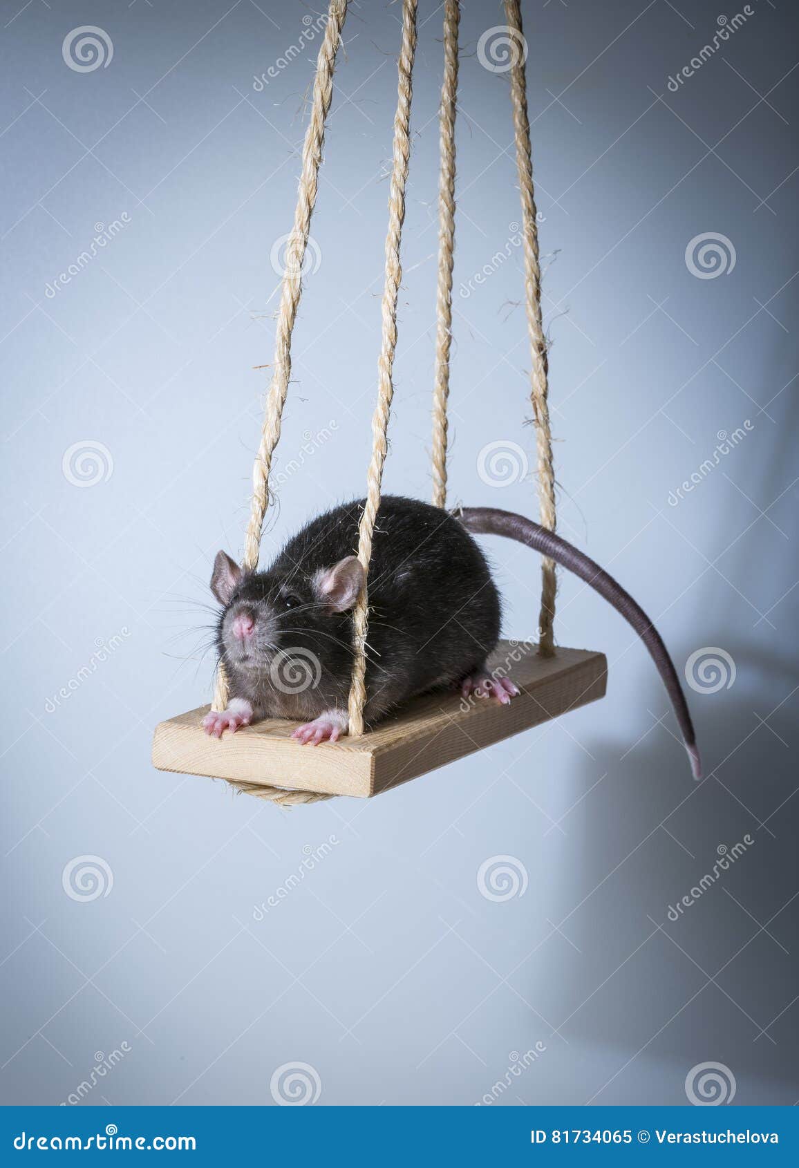 Cute little rat on a swing stock image. Image of diseases - 81734065