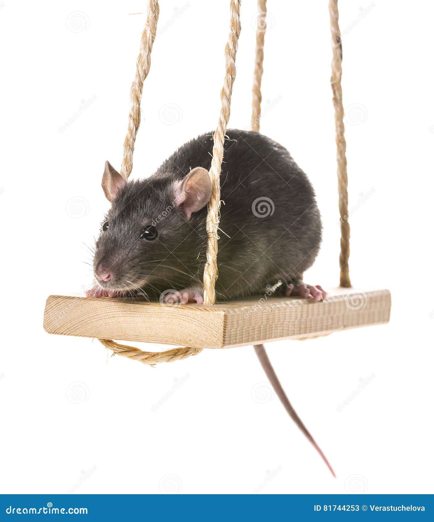 Cute little rat on a swing stock image. Image of brown - 81744253