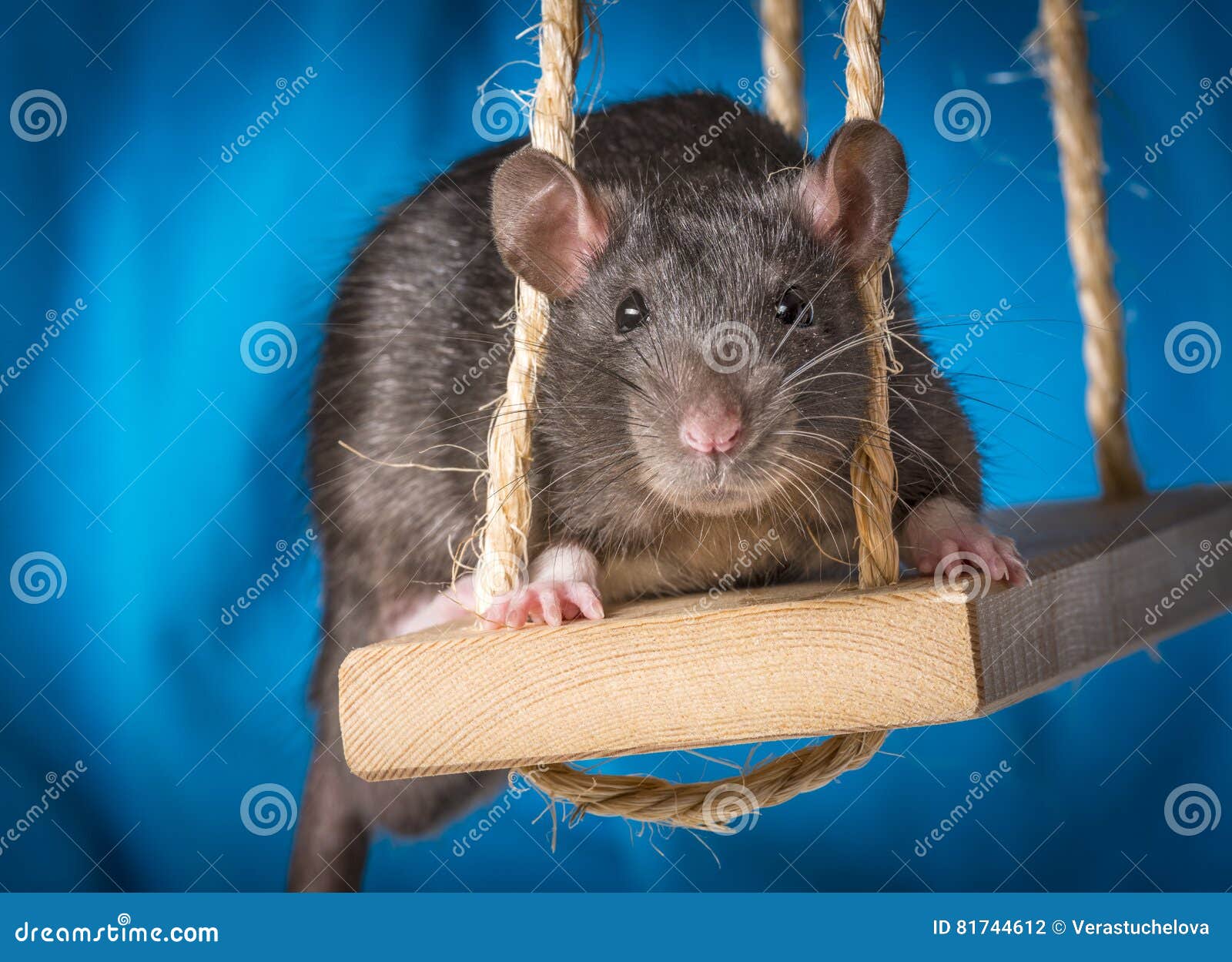 Cute little rat on a swing stock photo. Image of control - 81744612
