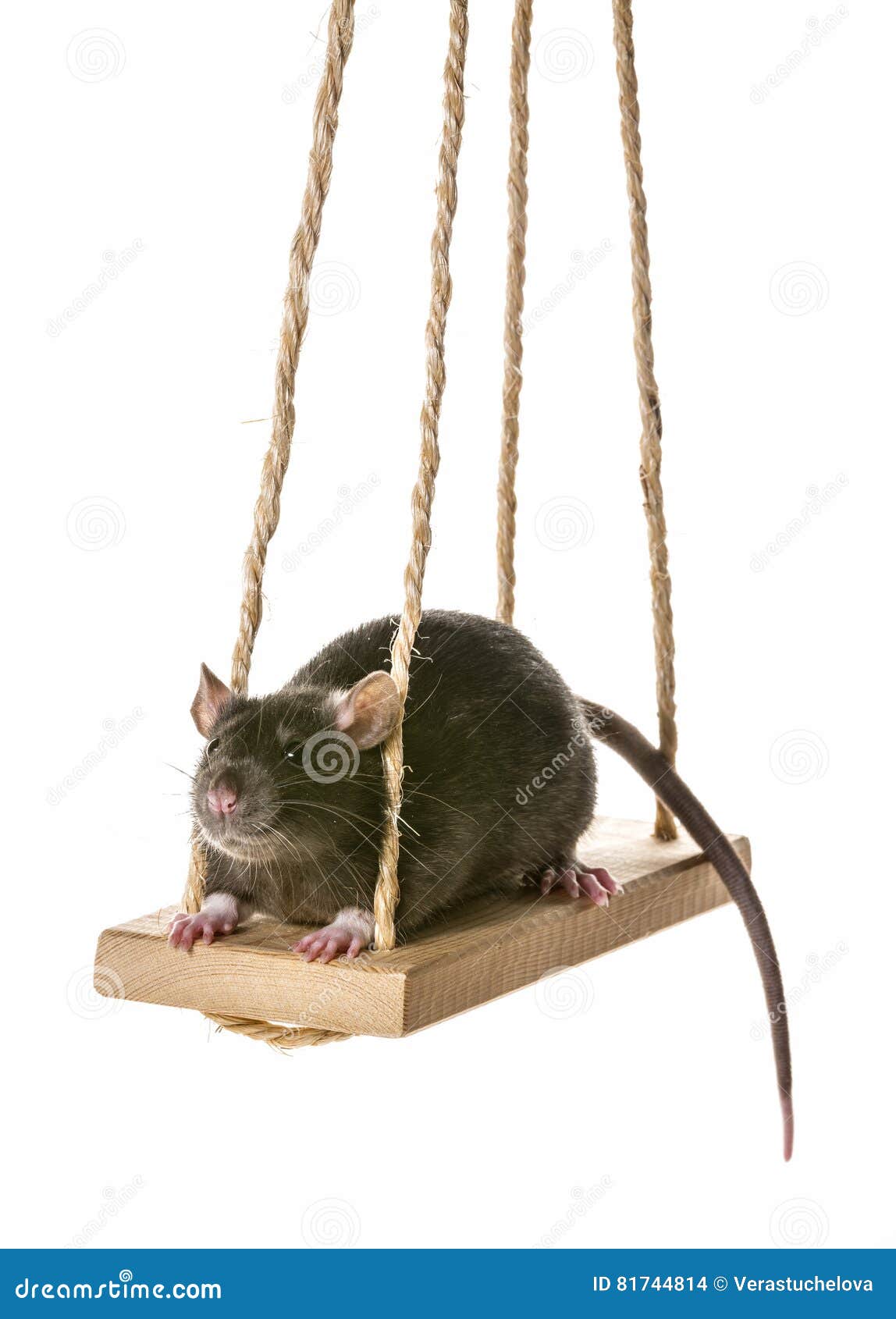 Cute little rat on a swing stock photo. Image of bait - 81744814