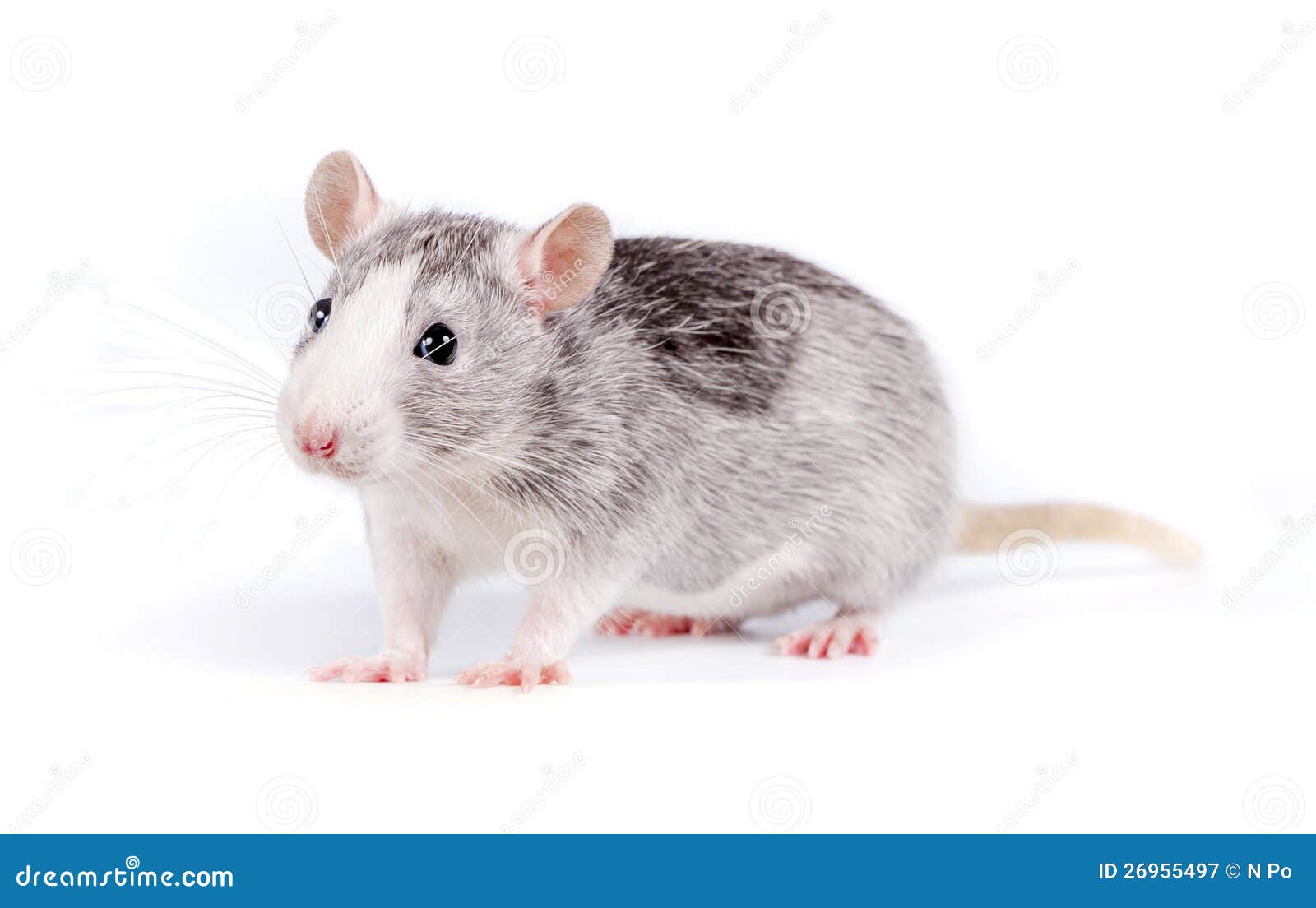 Cute Little Rat on White Background Stock Image - Image of gray ...