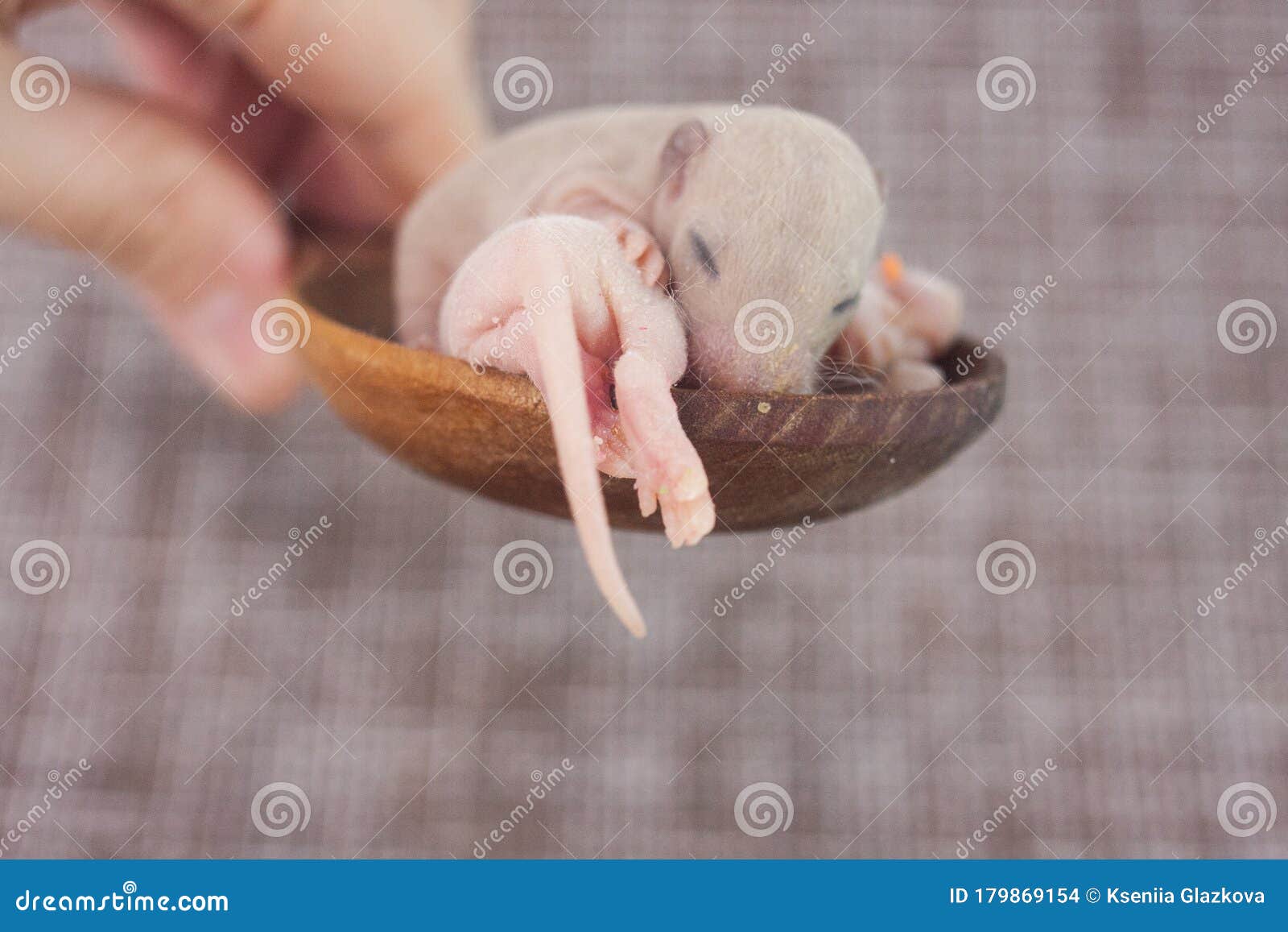 Cute Little Rats on a Wooden Stock Photo - Image of character, small ...