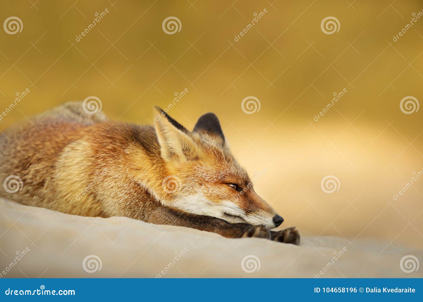 Cute Little Red Fox is Resting Laying on Sand Stock Photo - Image of ...