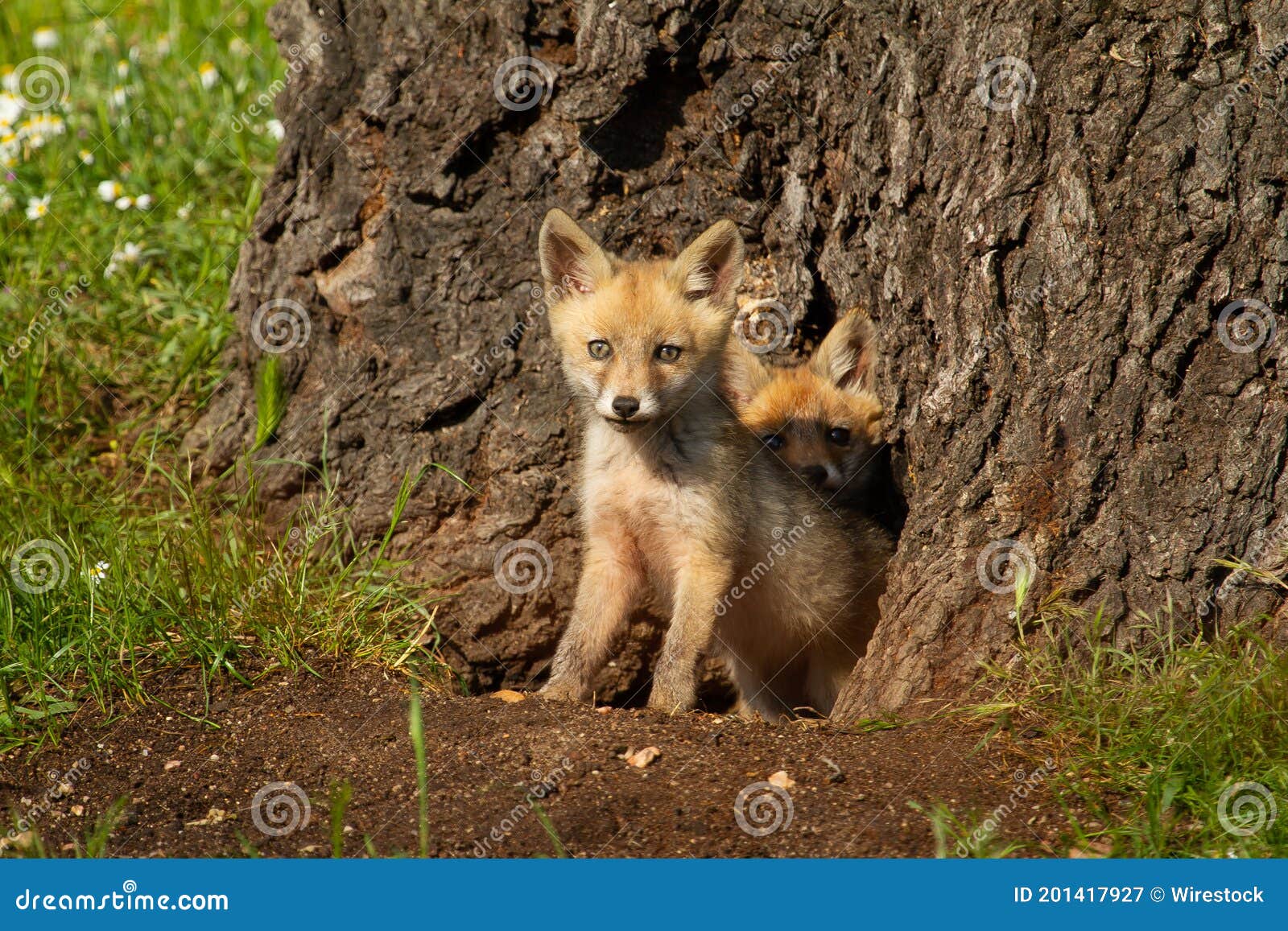 Cute Little Red Foxes Hiding by a Tree Stock Image - Image of tree ...