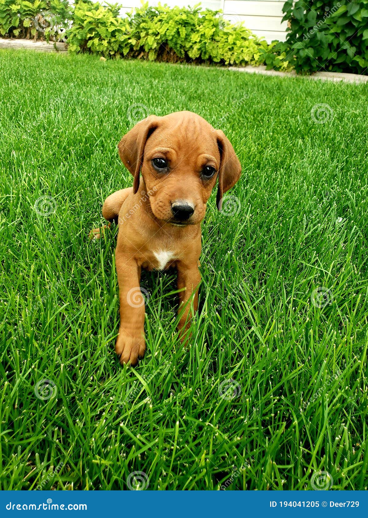 Red Hound Puppies