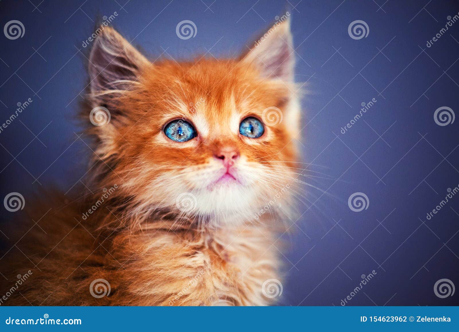Cute Little Red Kitten with Amazing Blue Eyes Stock Photo - Image of ...