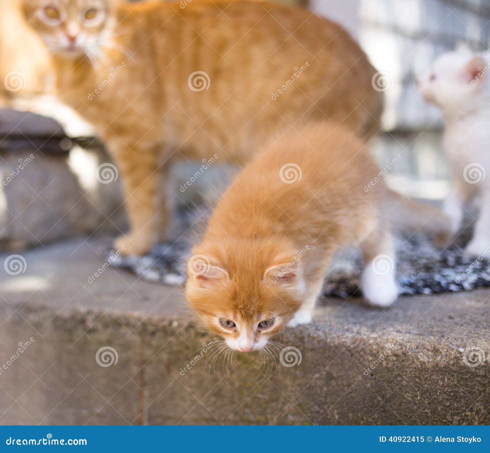 Cute little red kitten stock image. Image of domestic - 40922415
