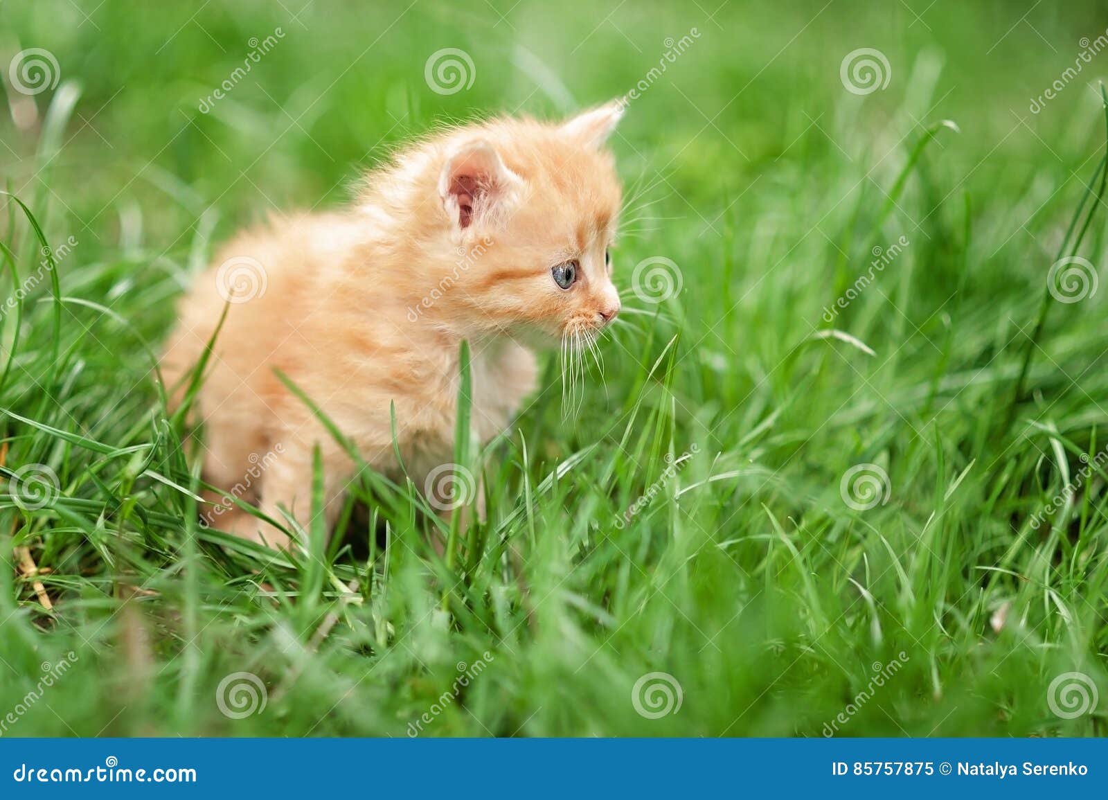 Cute little red kitten stock image. Image of natural - 85757875