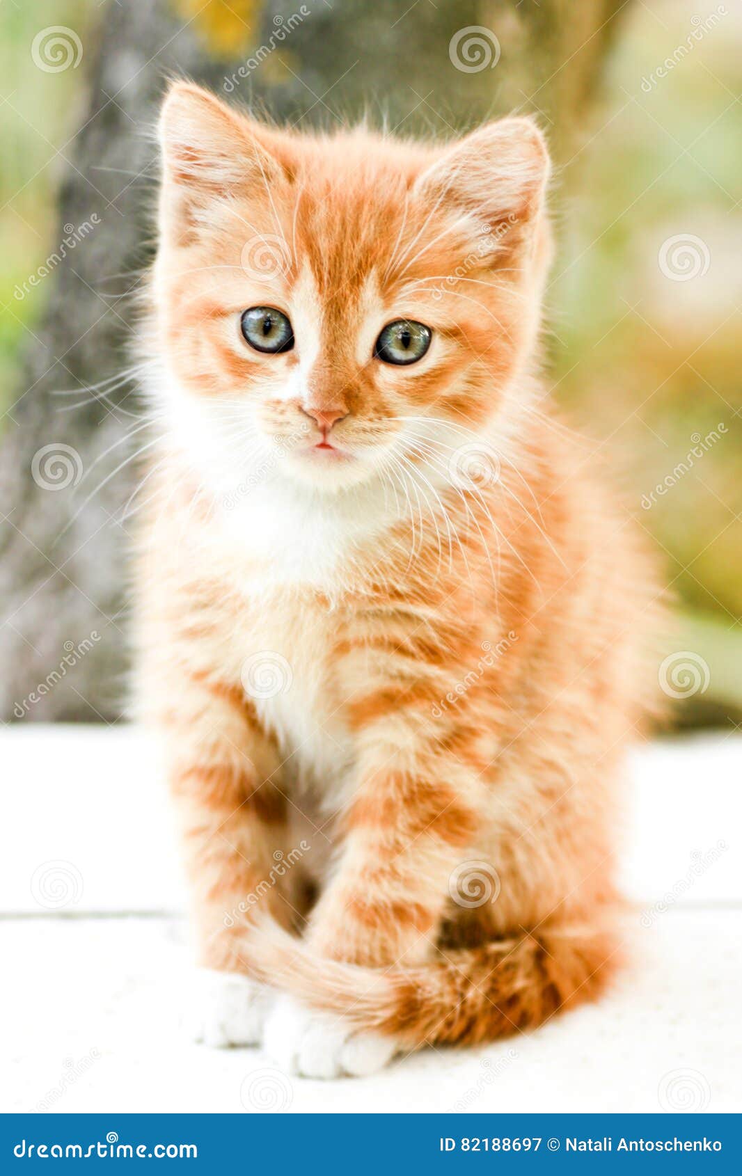 Cute little red kitten stock image. Image of pedigreed - 82188697