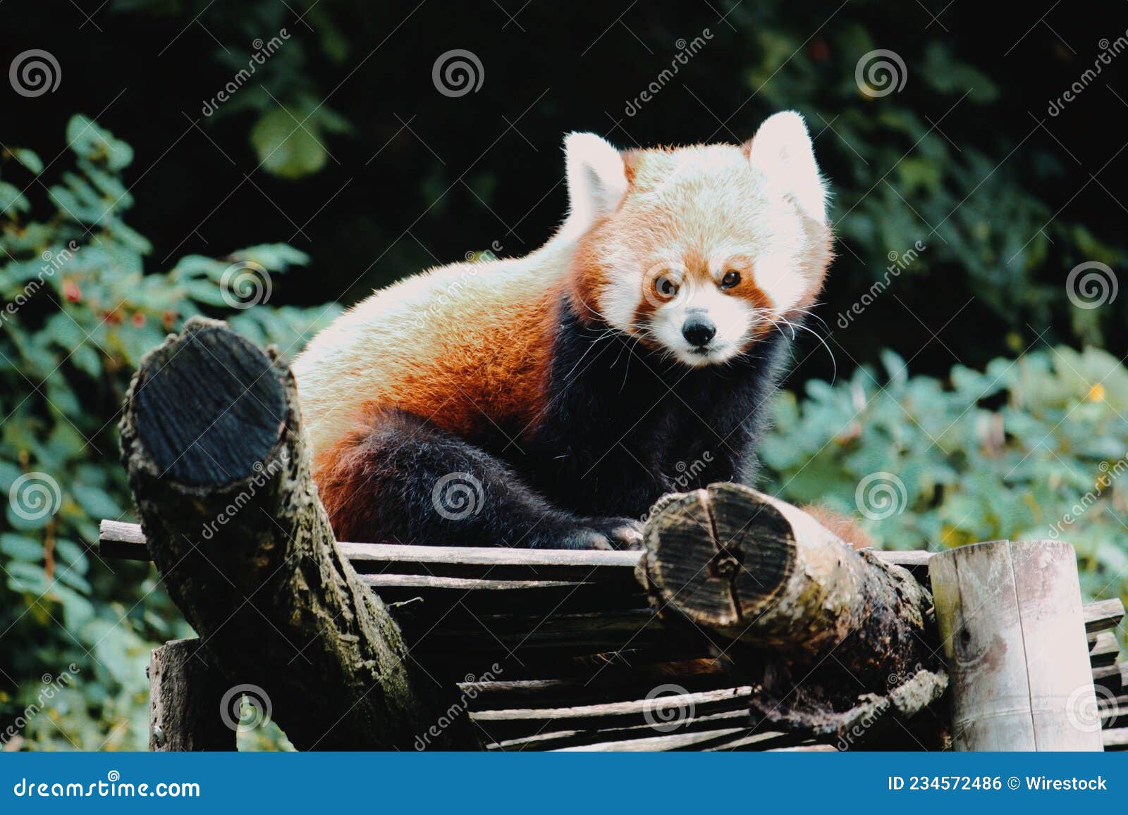 Cute Little Red Panda Resting on Benches Stock Photo - Image of animal ...