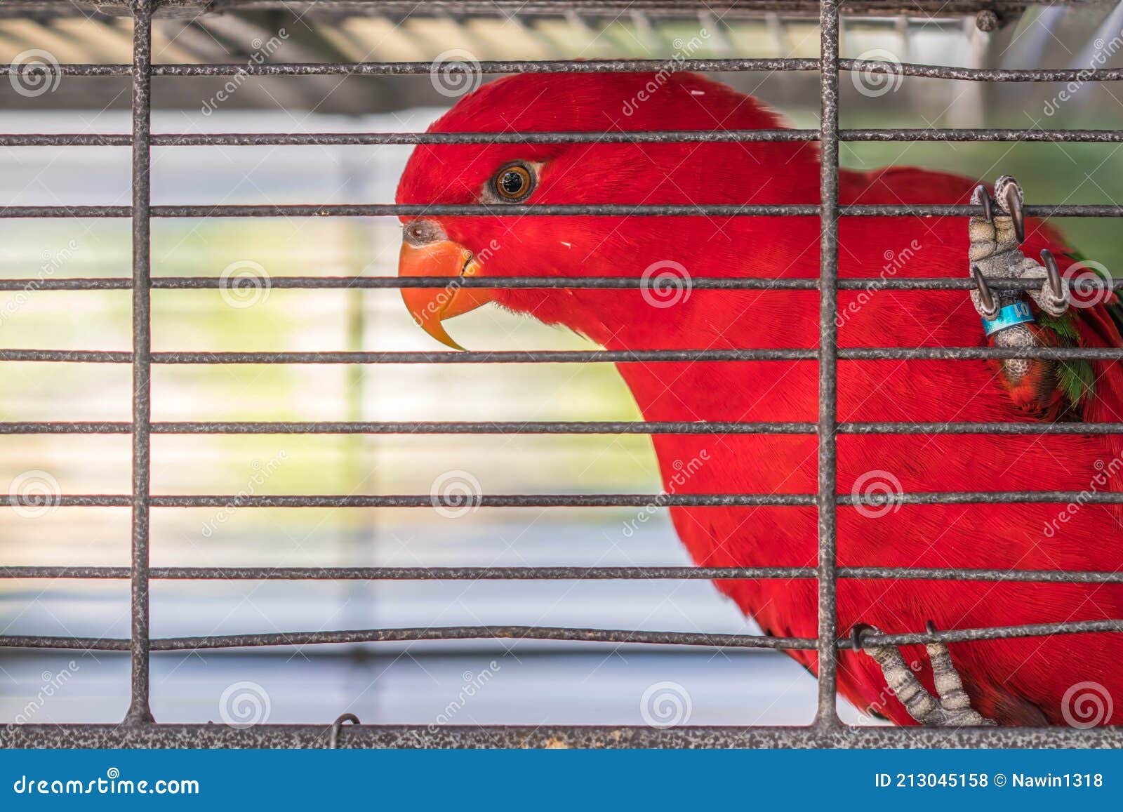 Cute Little Red Parrot in Case Stock Photo - Image of green, common ...