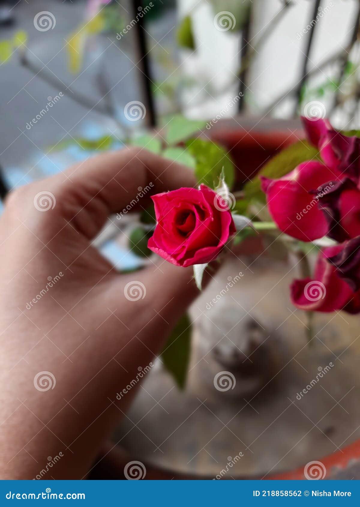 Cute Little Red Rose in Hand Stock Photo - Image of fingers, petals ...