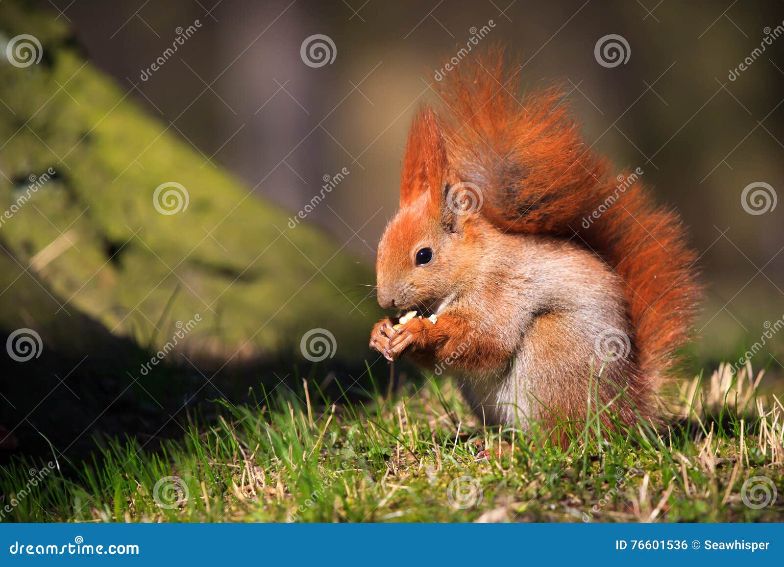 Cute Little Red Squirrel on the Branch Stock Photo - Image of ...