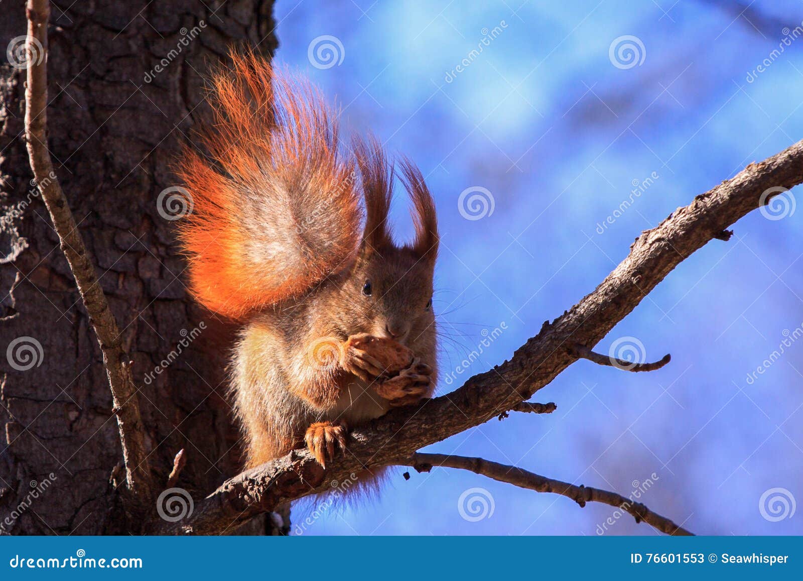 Cute Little Red Squirrel on the Branch Stock Image - Image of ...