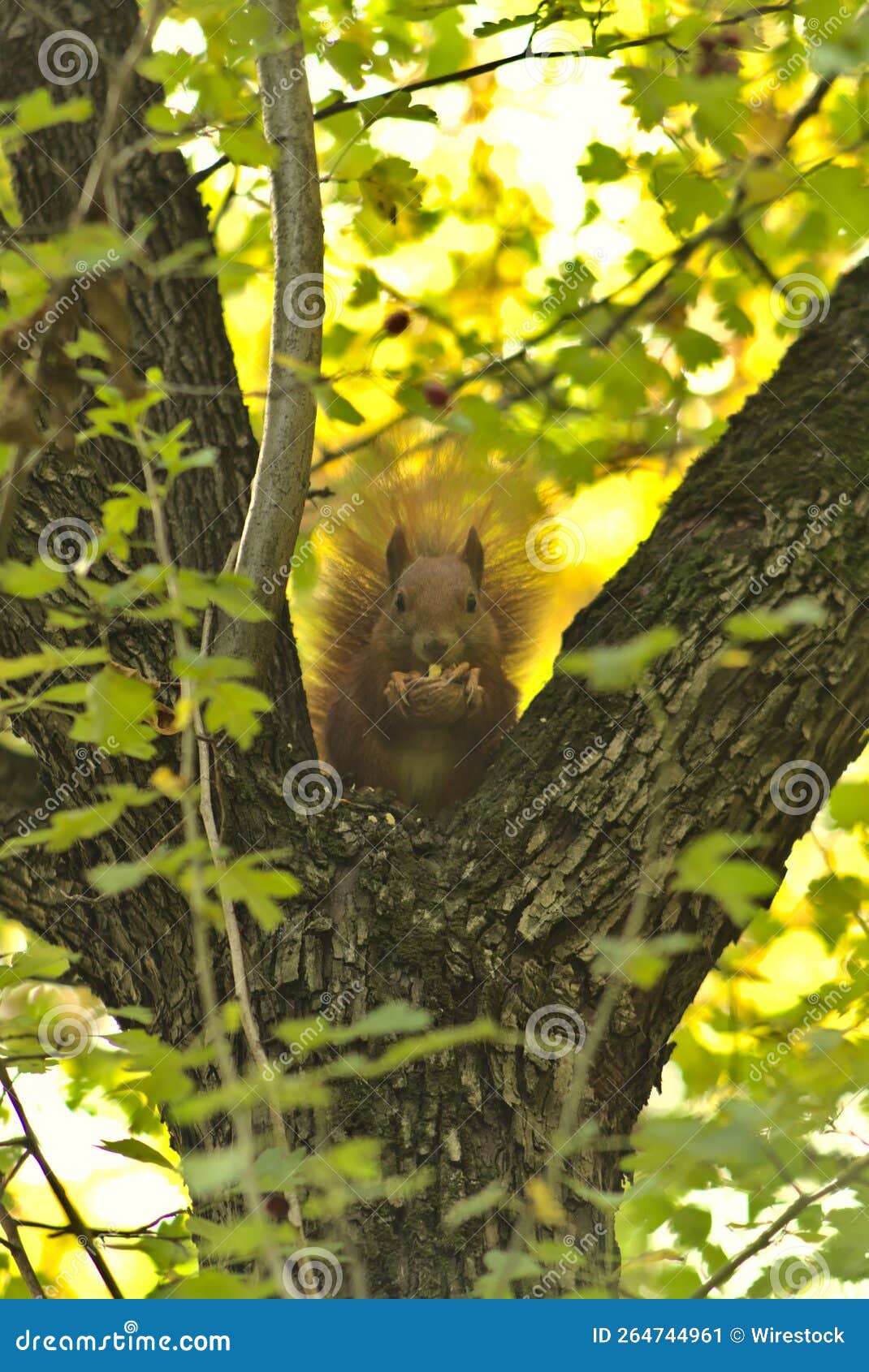 Cute Little Red Squirrel Chewing Nuts on a Tree and Stealthily Looking ...